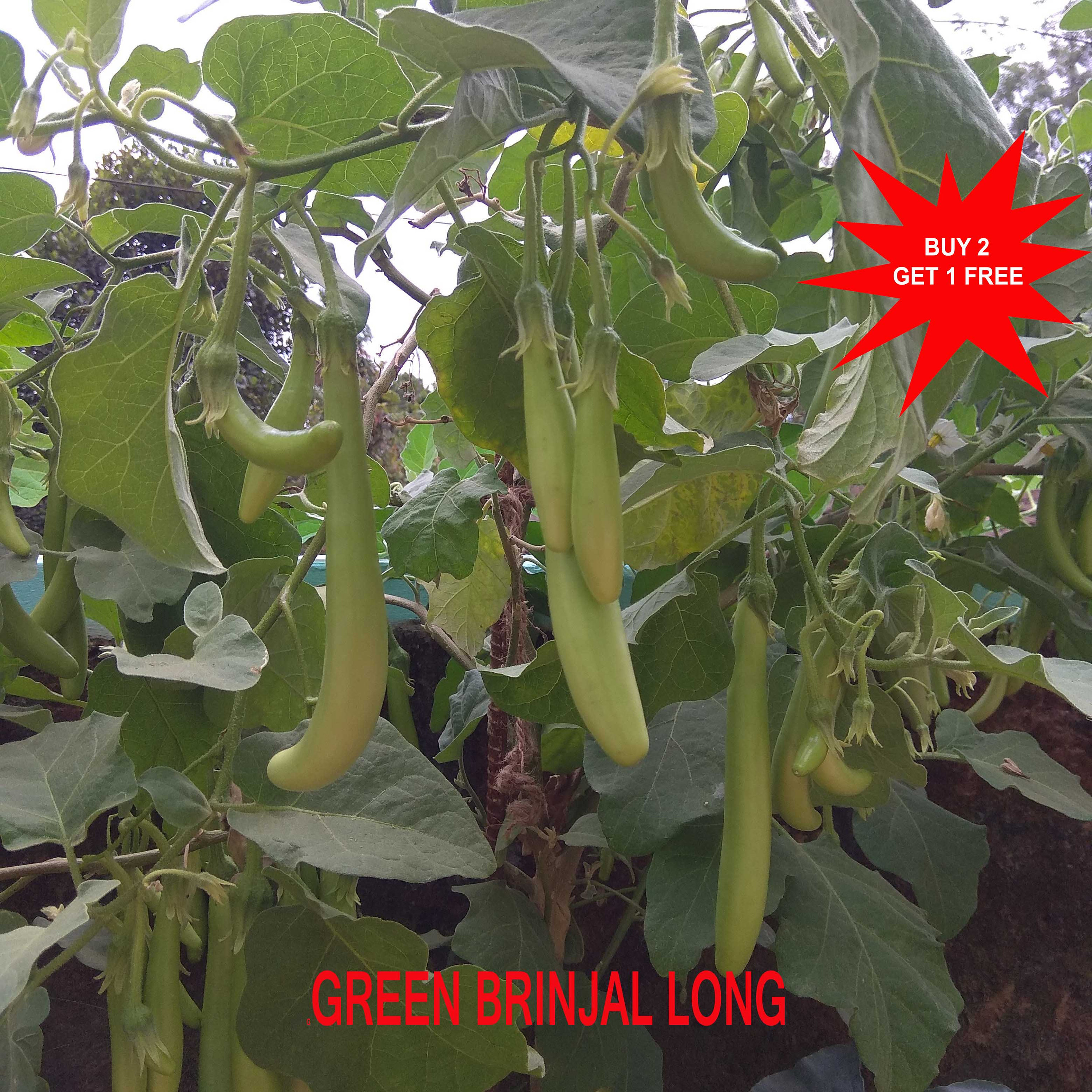 Brinjal / Long Green Brinjal / Green Brinjal / Hybrid Brinjal | Etsy