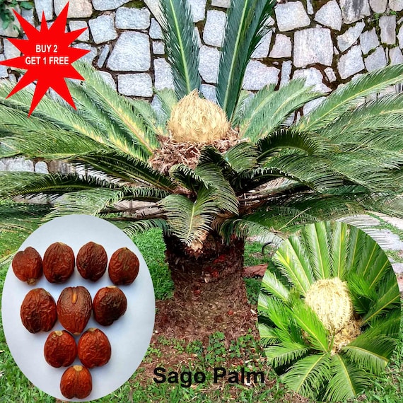 Sago Palm Tree Seeds
