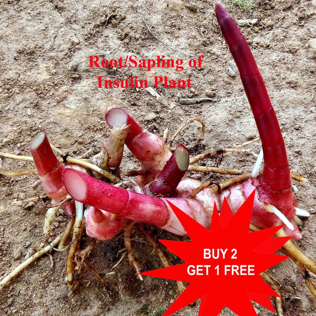 Insulin Plant Diabetic Herb Sugar Plant Fiery Costus 1 Rhizomes Contact Whatsapp