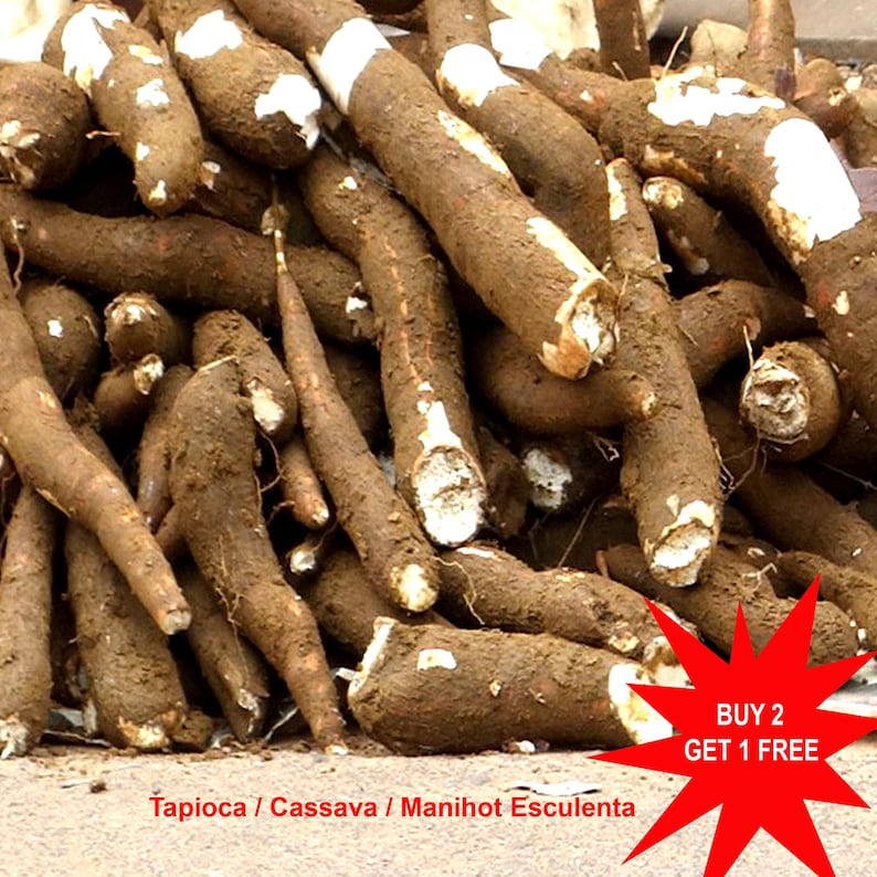 Buy Tapioca/ Cassava/ Yuca/ Garri/ Maracheeni/ Kappa/ Mini Cassava From ...