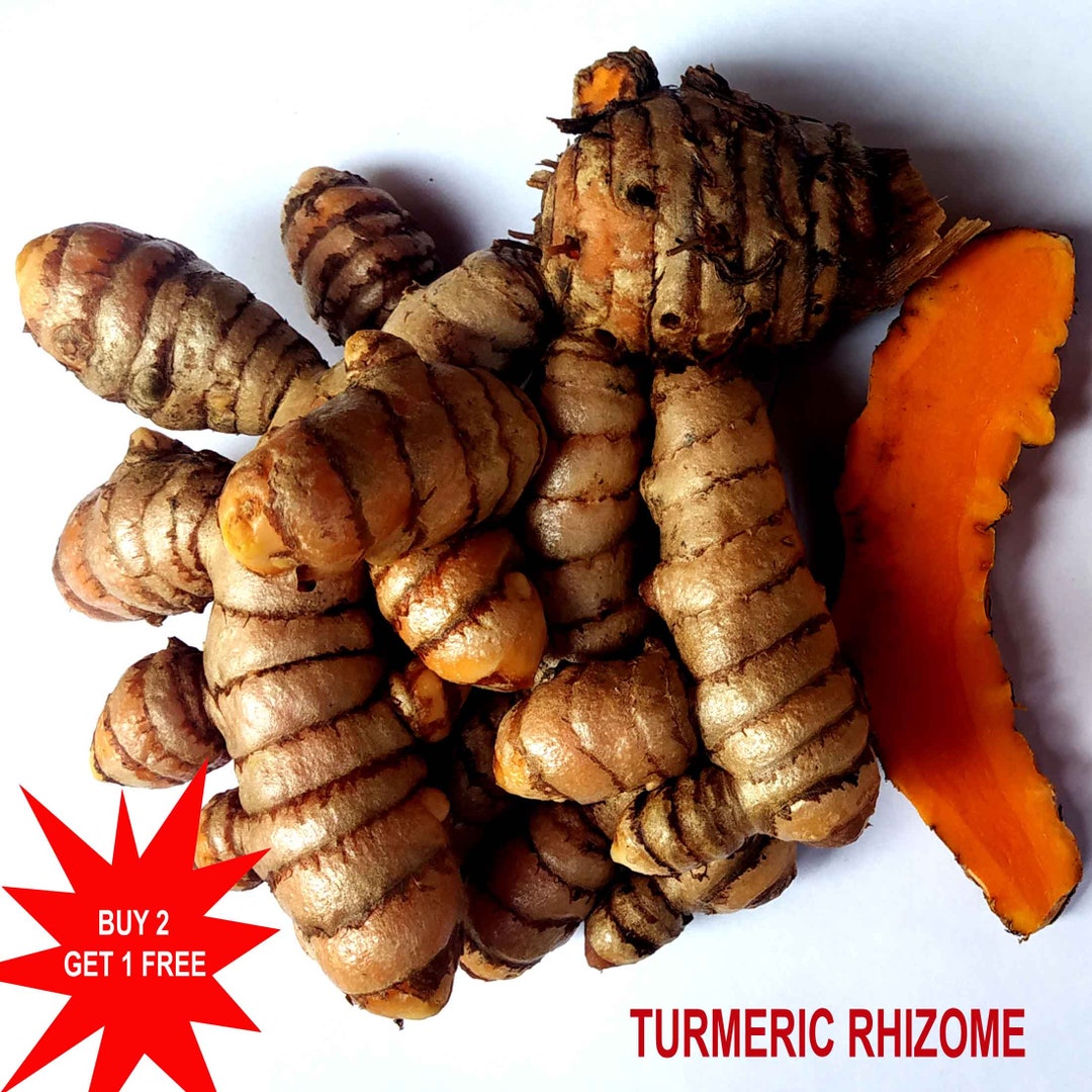 Turmeric Root / Curcuma Longa Plant / Orange Ginger Root / Bulb / 3 ...