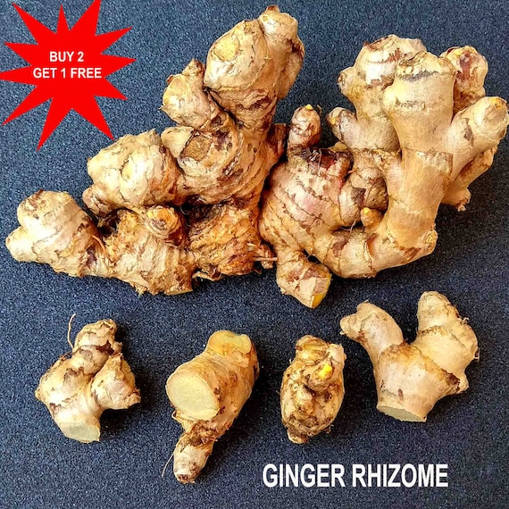 Zingiber Officinale Rhizome