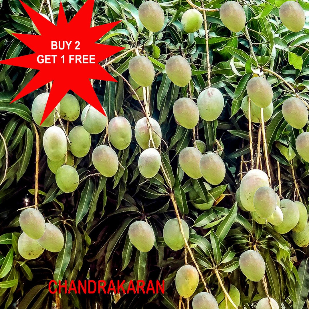 Buy Chandrakaran Mango / Hybrid Mango / 2 Seeds /contact Whatsapp ...