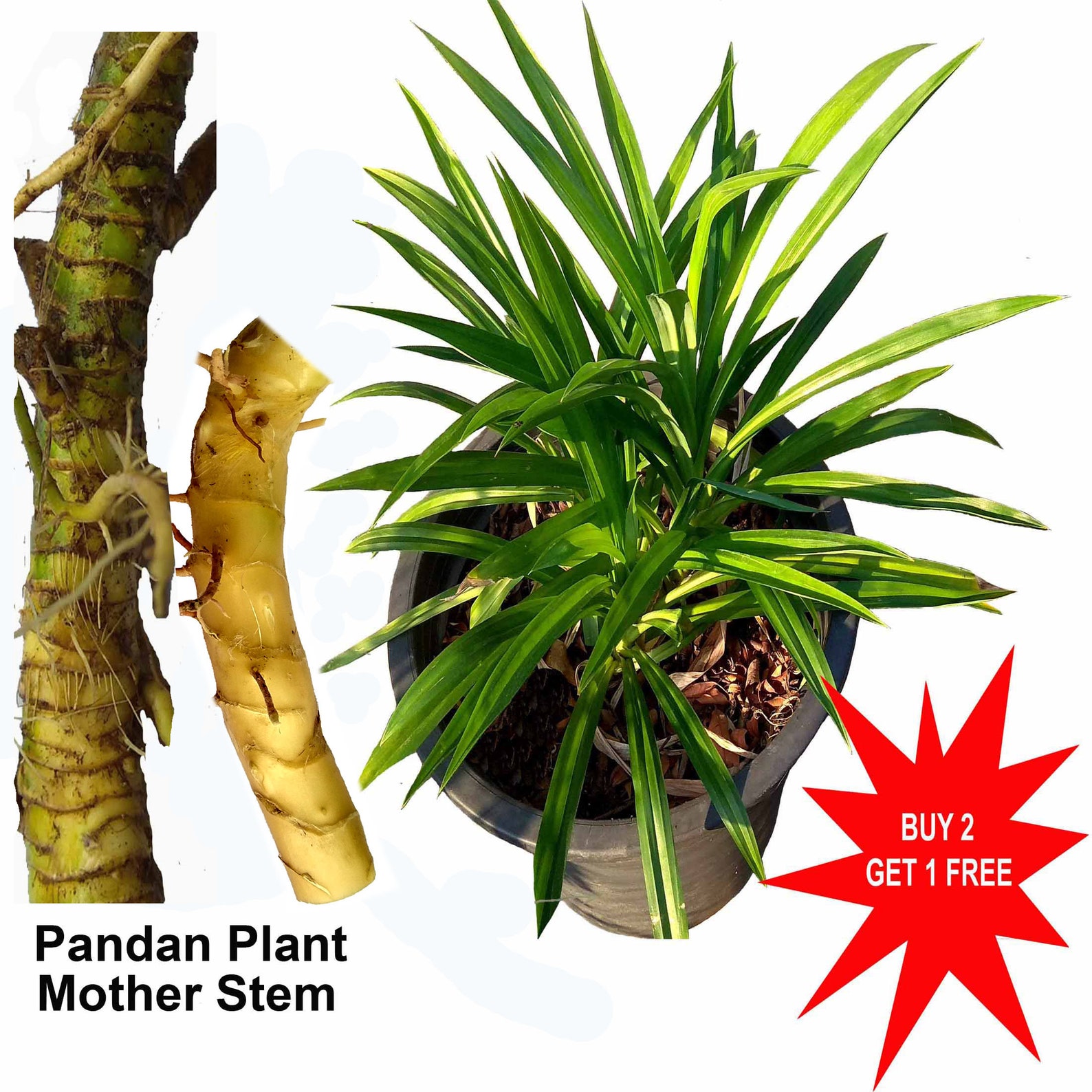 Pandan Plant / Pandanus Amaryllifolius / Pulao Plant / 1 Mother Stem (7 ...