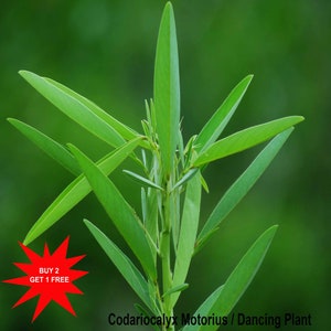 Dancing Plant / Telegraph Plant / Codariocalyx Motorius / 5 Seeds - Etsy