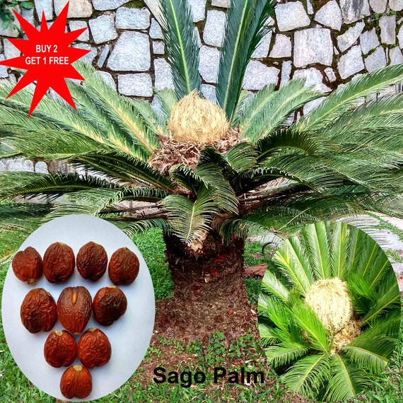 King Sago Palm Berries