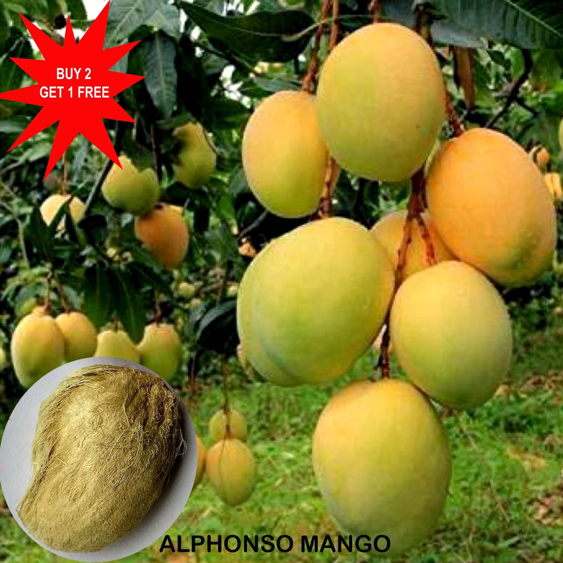 Green Alphonso Mango
