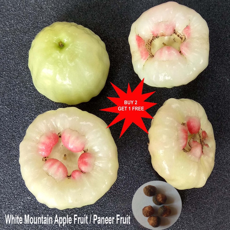 White Mountain Apple / Paneer Fruit / Syzygium Malaccense / Chamba / 5 ...