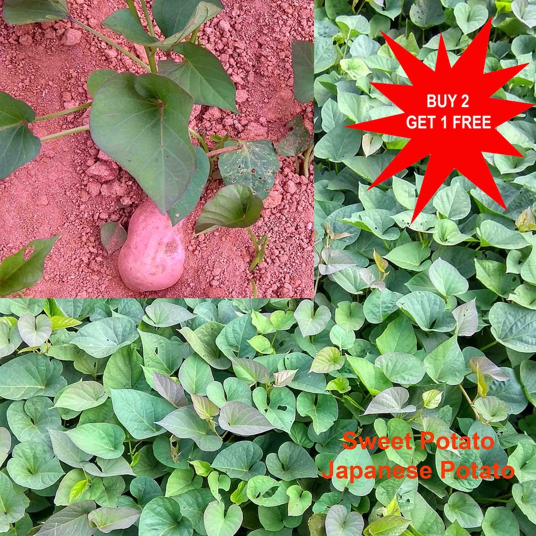 Murasaki Sweet Potato Rhizome: Japanese Potato Starter Plant - Etsy Canada