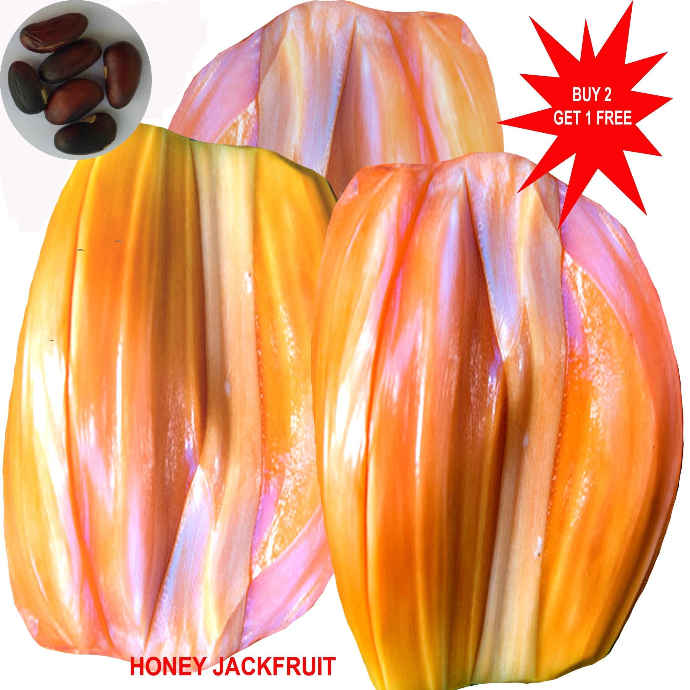 Honey Jackfruit / Orange Jackfruit / Red Jackfruit Seeds / 5 | Etsy