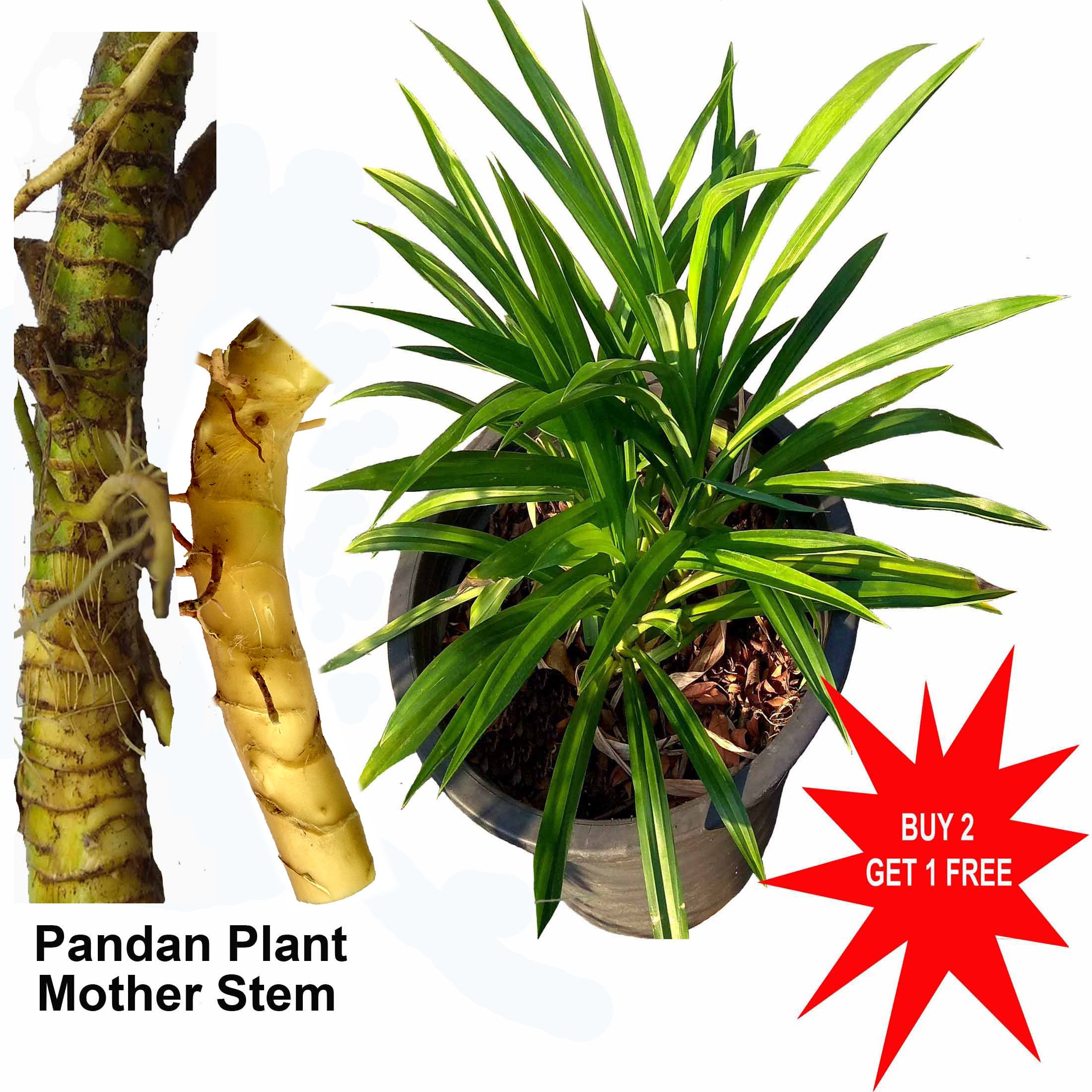 Pandan Plant / Pandanus Amaryllifolius / Pulao Plant / 1 Mother Stem 7 ...