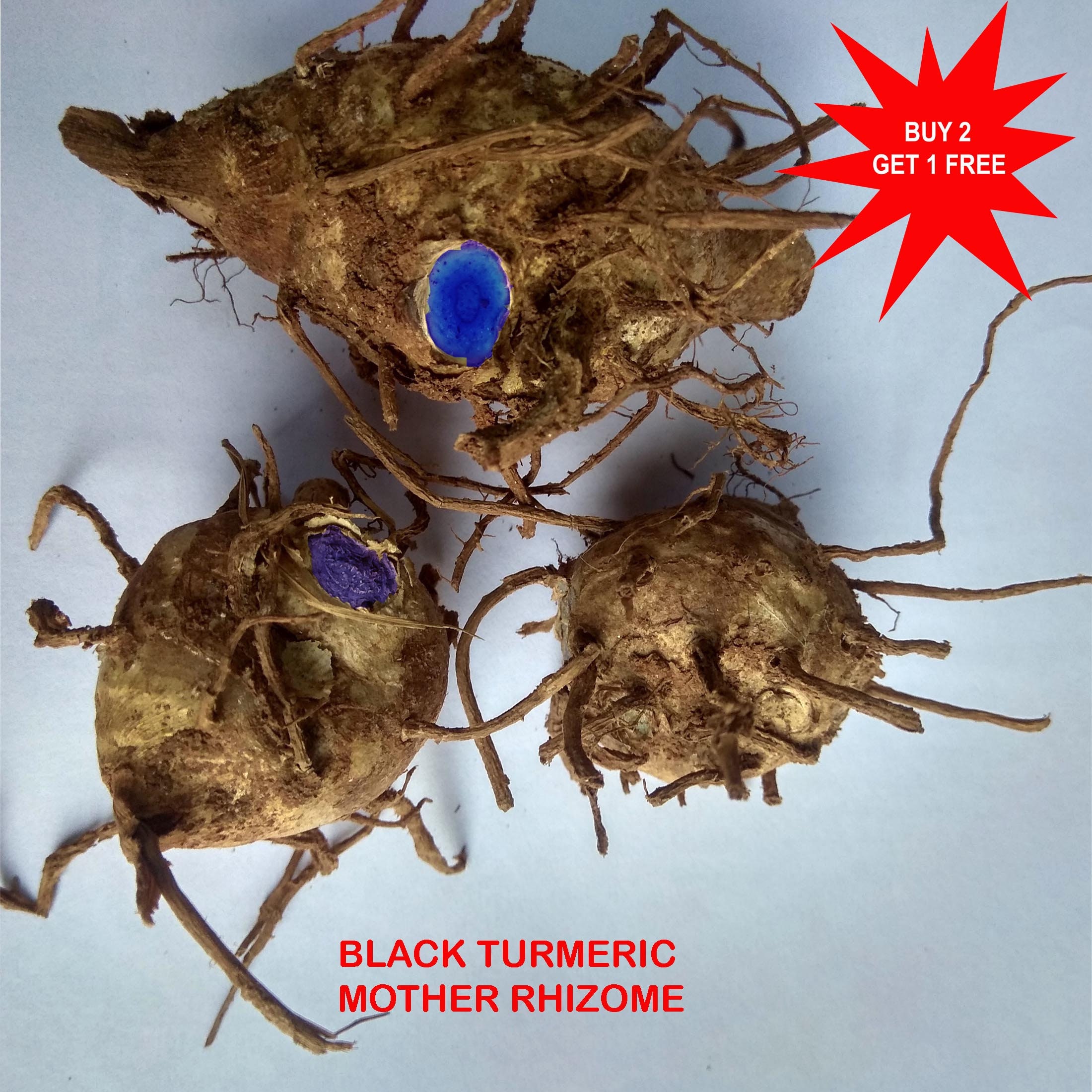 Black Turmeric / Curcuma Caesia/ Kali Haldi / Kari Manjal/ 1 Mother ...