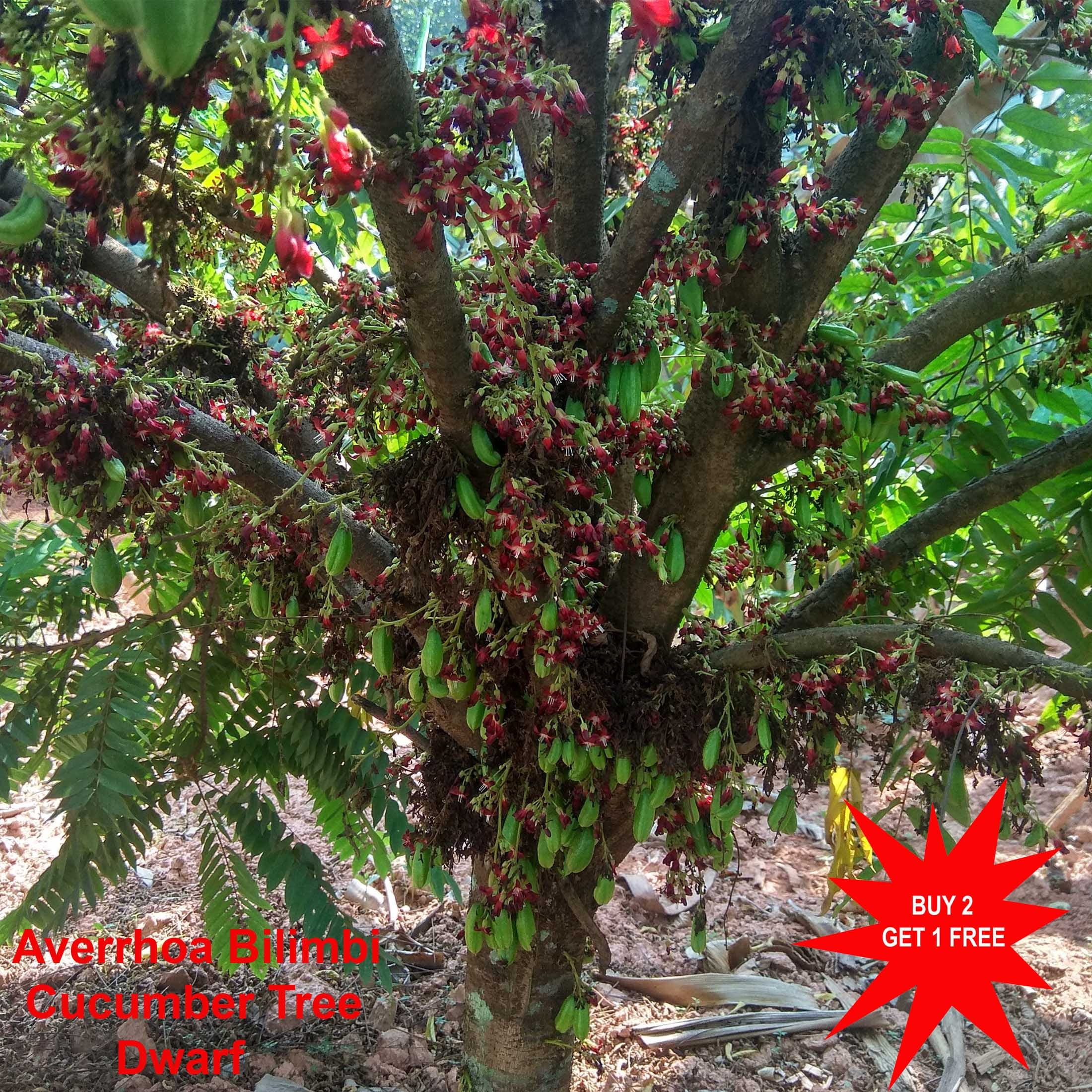 Averrhoa Bilimbi / Cucumber Tree / Tree Sorrel / Bilimbi / - Etsy