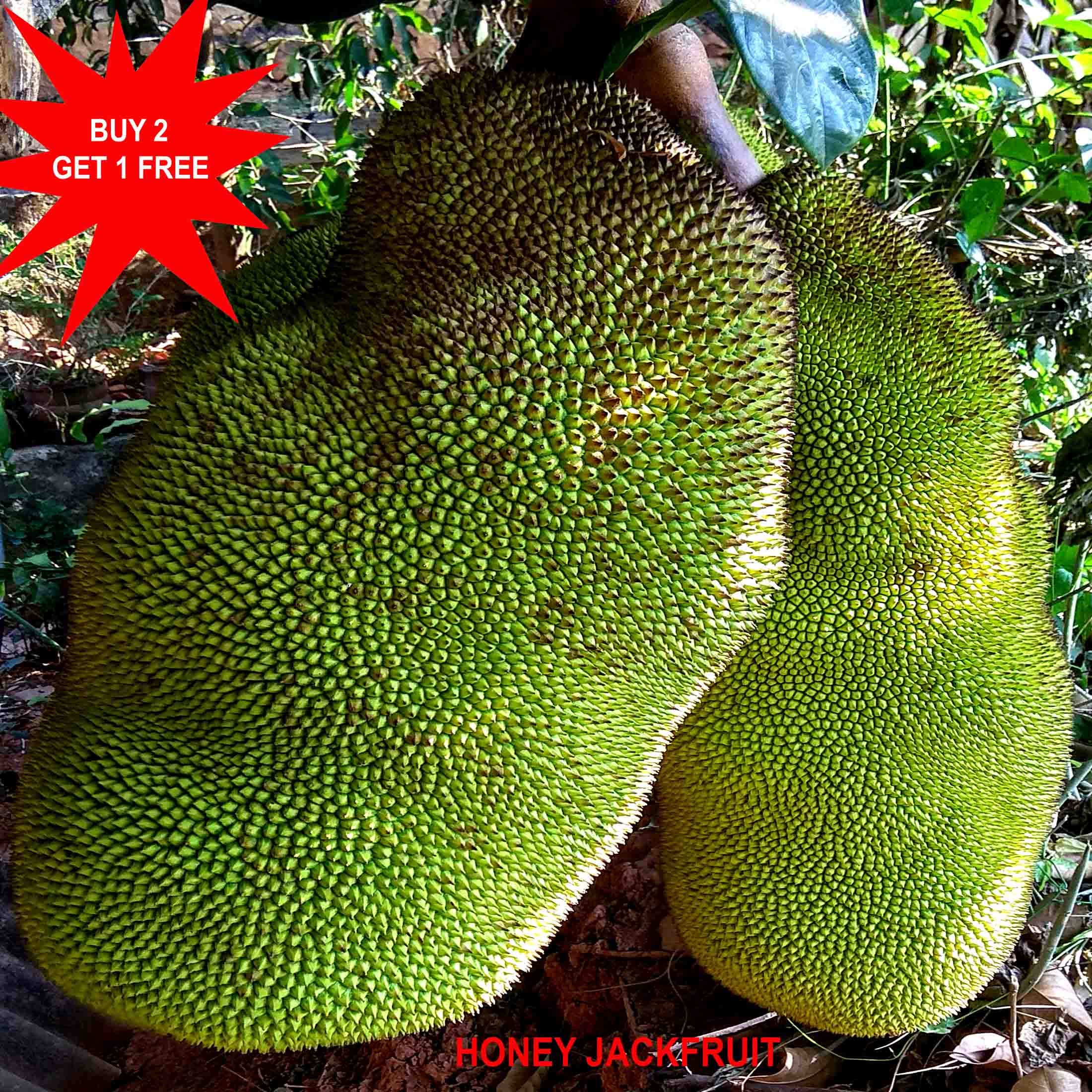 Honey Jackfruit / Orange Jackfruit / Red Jackfruit Seeds / 5 | Etsy