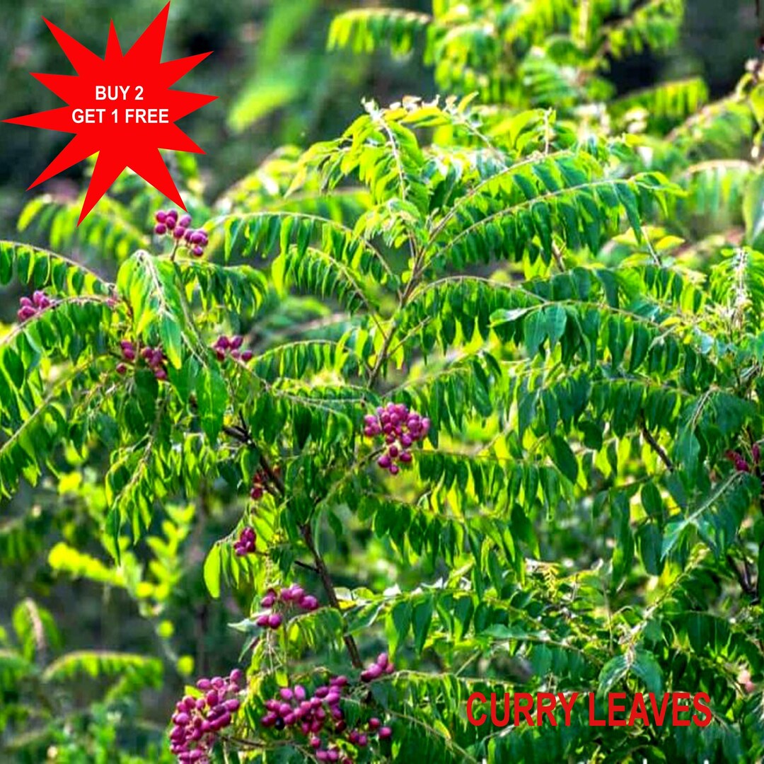 Curry Leaf / Curry Leaves / Curry Veppu / Sweet Neem / 5 Seeds - Etsy