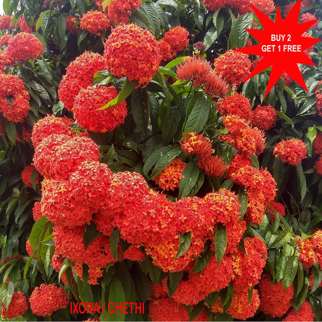 Ixora / Chethi / Thetti / Thechi / Kuda Chethi / 5 Seeds - Etsy Australia