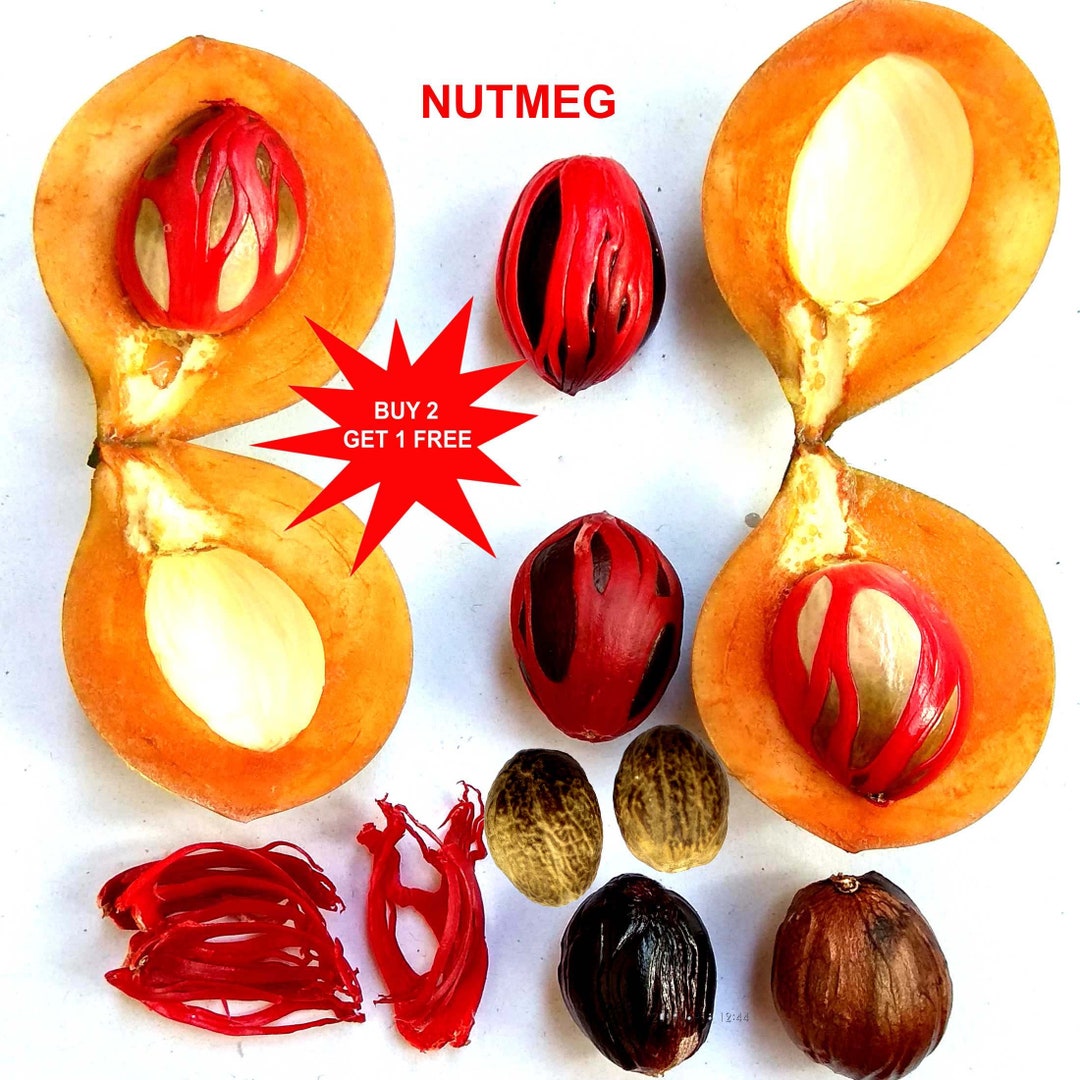 Nutmeg Seeds / Myristica Fragrans Seeds / Spice Nutmeg / 4 Seeds for ...