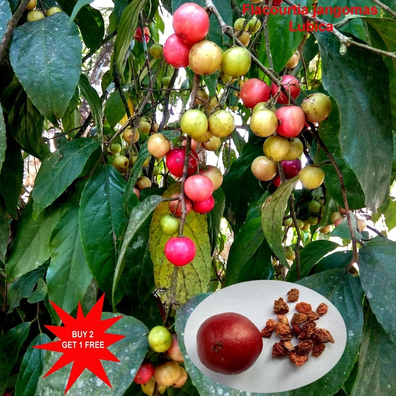 Buy Flacourtia Jangomas / Lubica / Lovlolika / Scramberry/indian Coffee ...