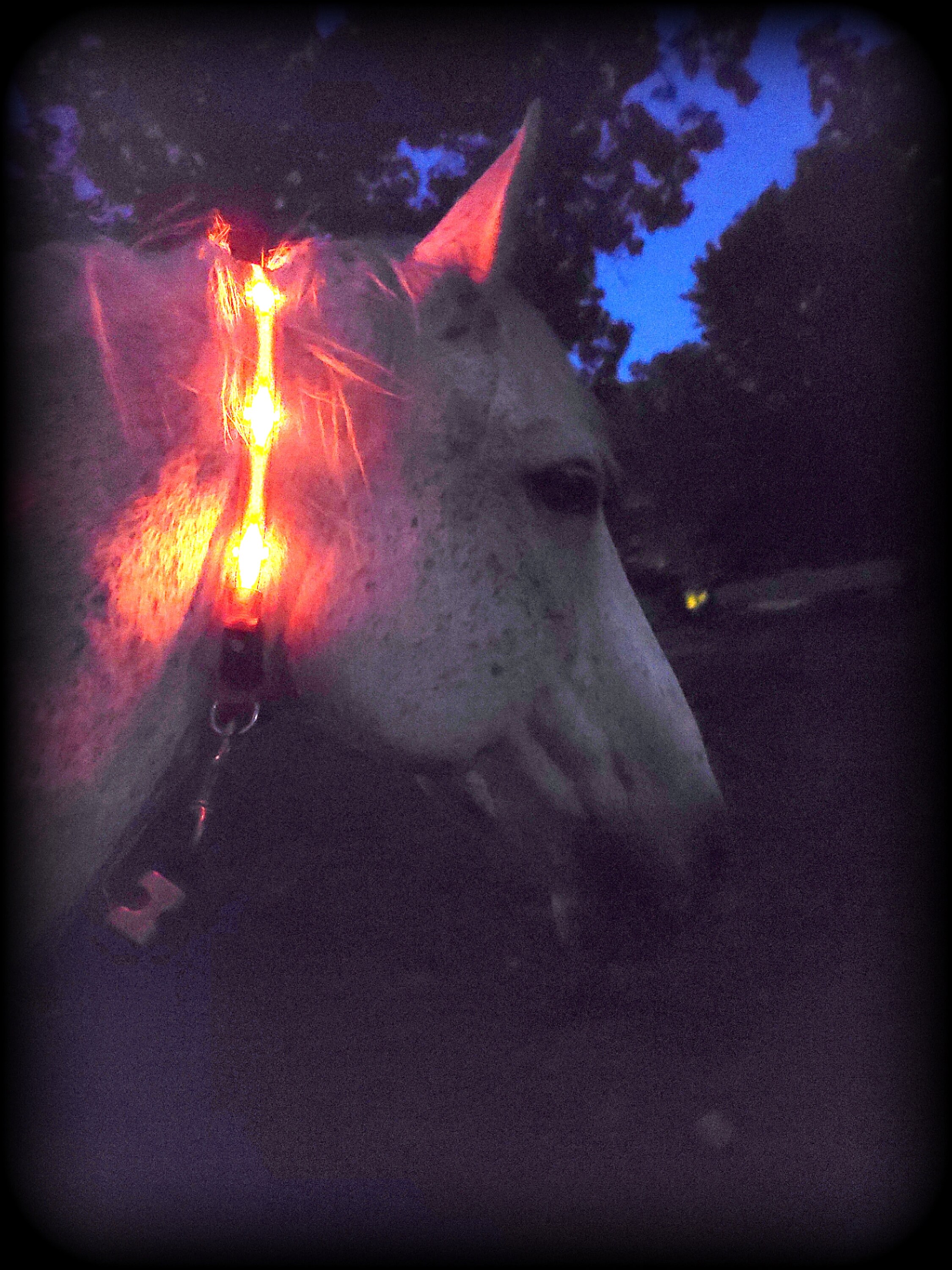 LED Lighted Horse Collar - Etsy