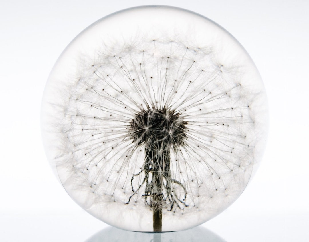 Dandelion Objet D'art - Dandelion Paperweight - Real Dandelion Seed ...