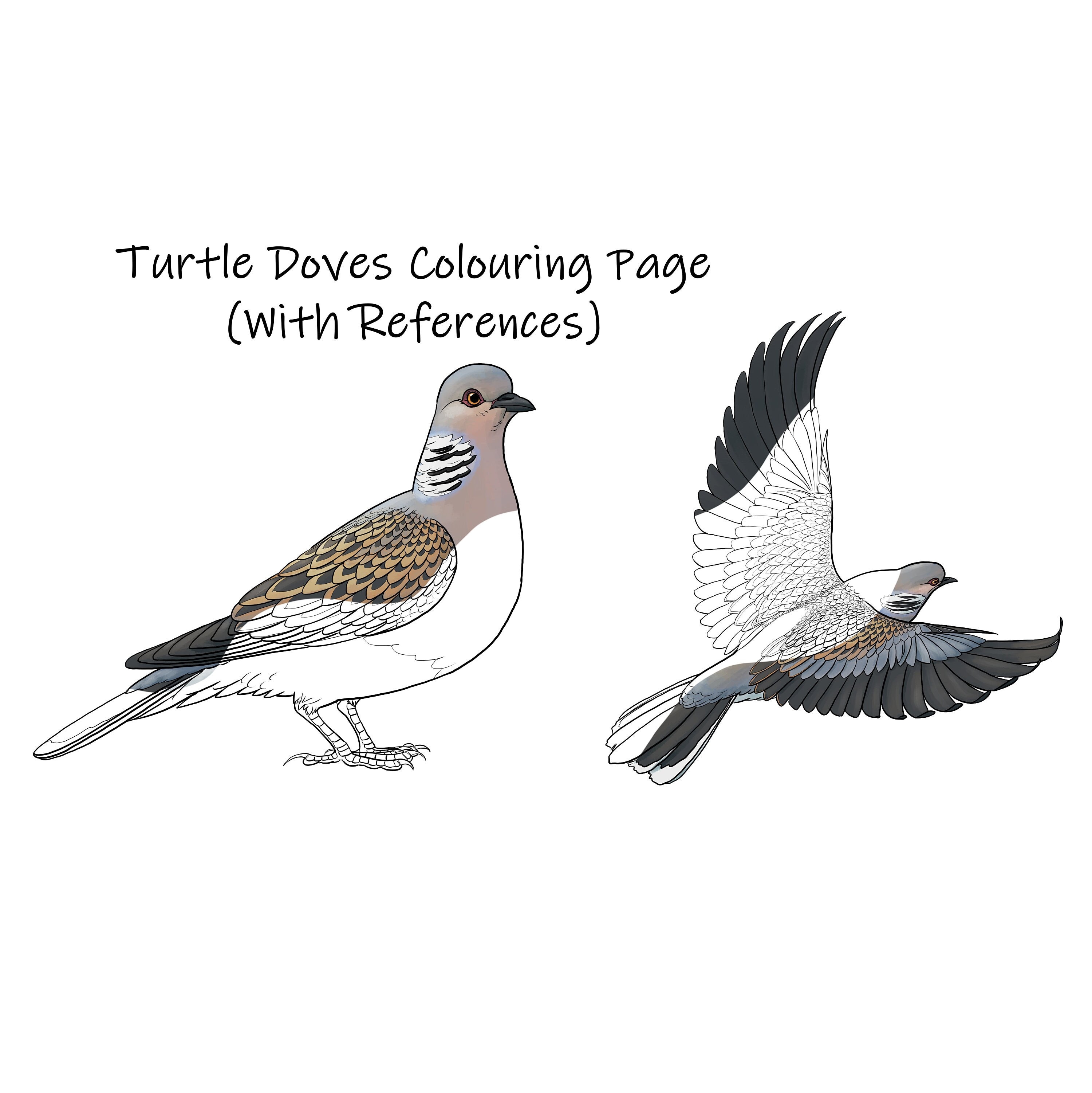 Turtle Dove Bird Coloring / Colouring Page Single | Etsy
