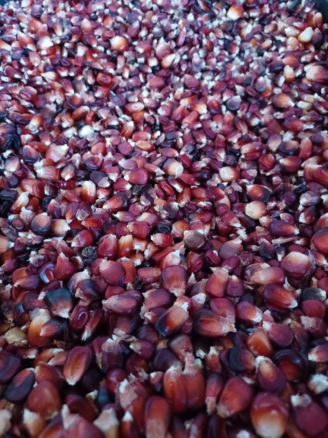 Decorative Red Corn Kernels: Fall Decor, Wildlife Feed - Etsy