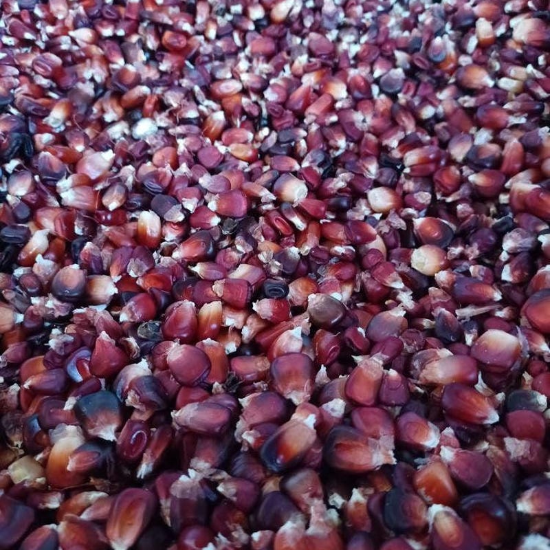 Red Corn Kernel - Etsy