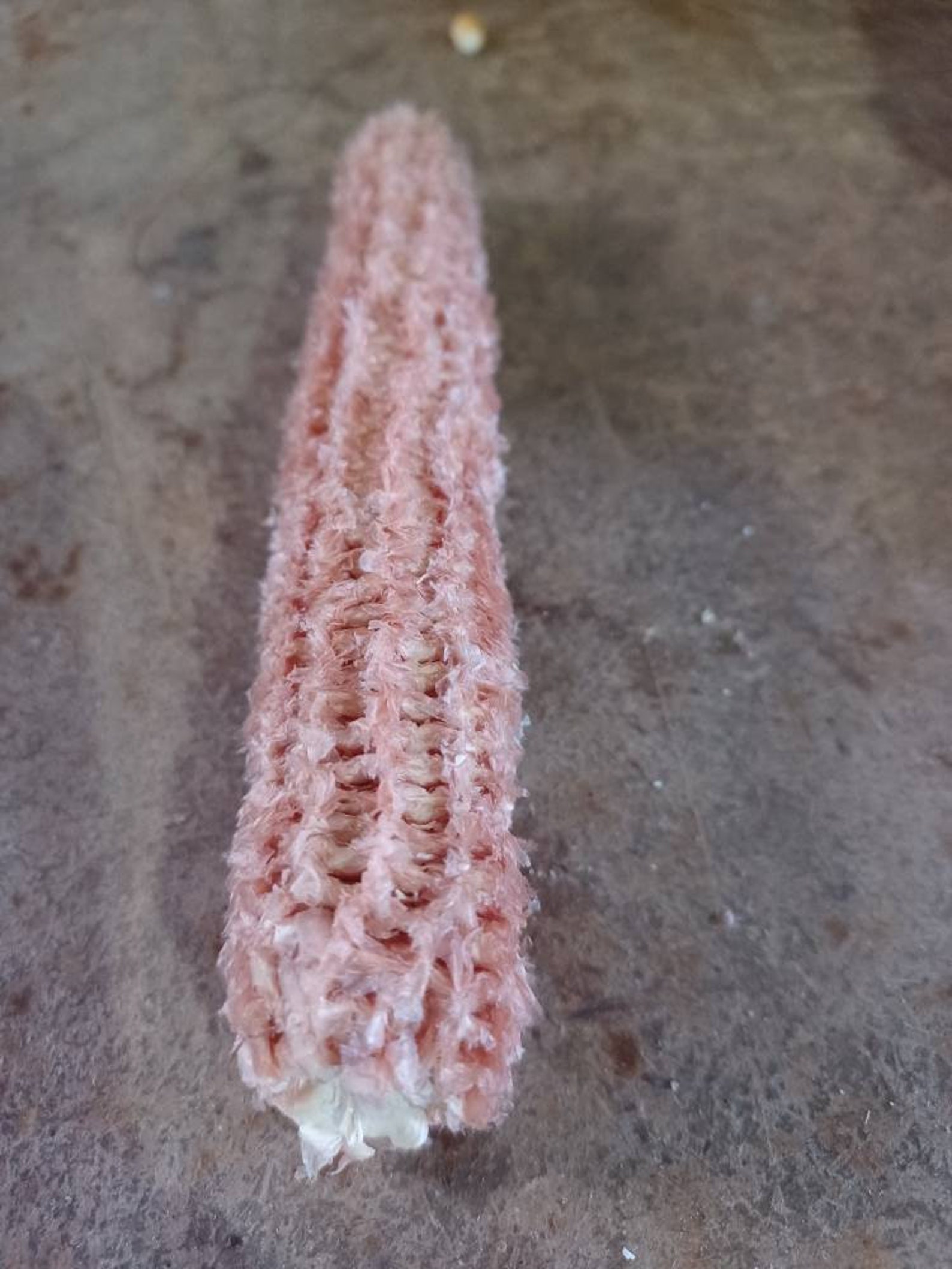 Dried Farm Corn Cobs, Fall Thanksgiving Decor, DIY Crafts - Etsy