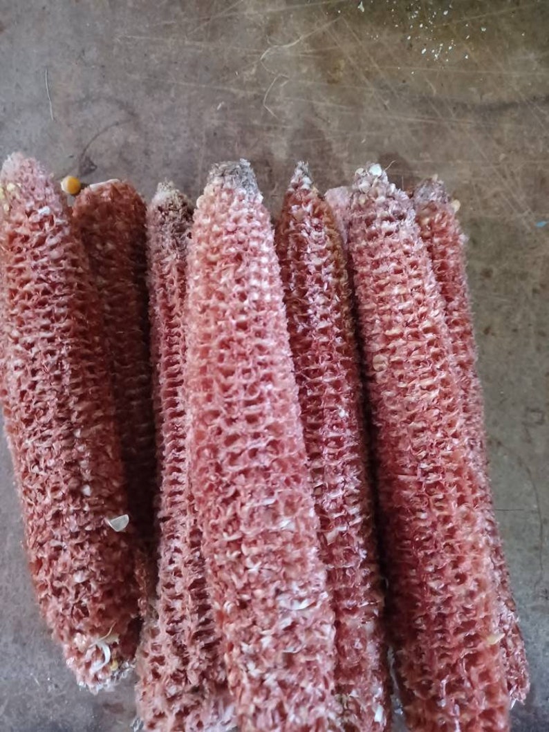 Dried Farm Corn Cobs, Fall Thanksgiving Decor, DIY Crafts - Etsy