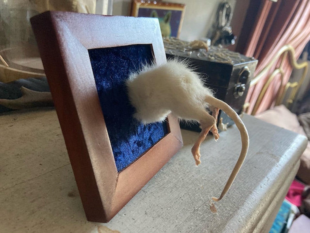 Rat's Ass | Real Taxidermy Rat | Framed Rat's Ass | Funny Taxidermy ...