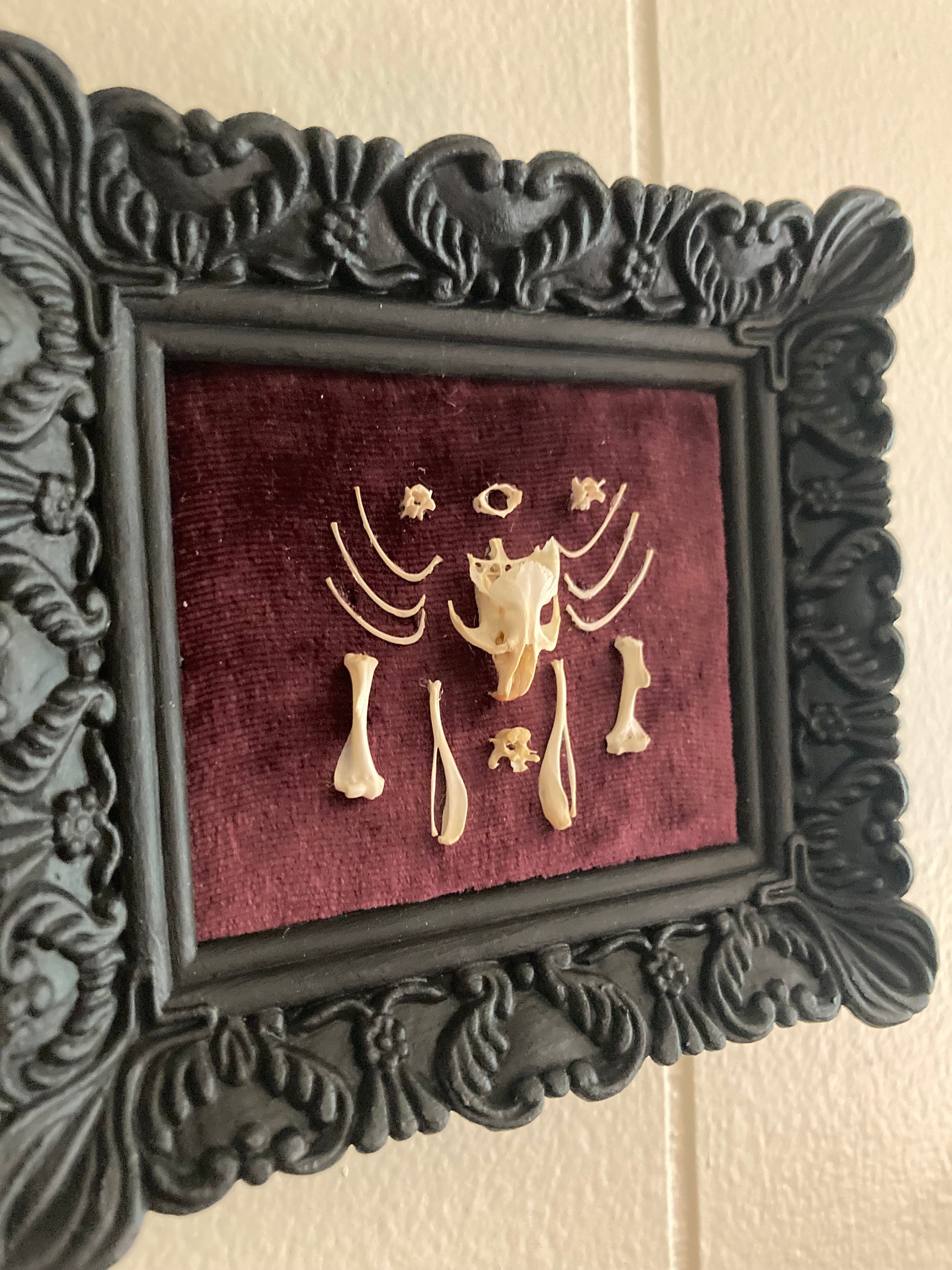 Small Bone Display Framed Bones Bone Art Bone Arrangement Ossuary Art ...