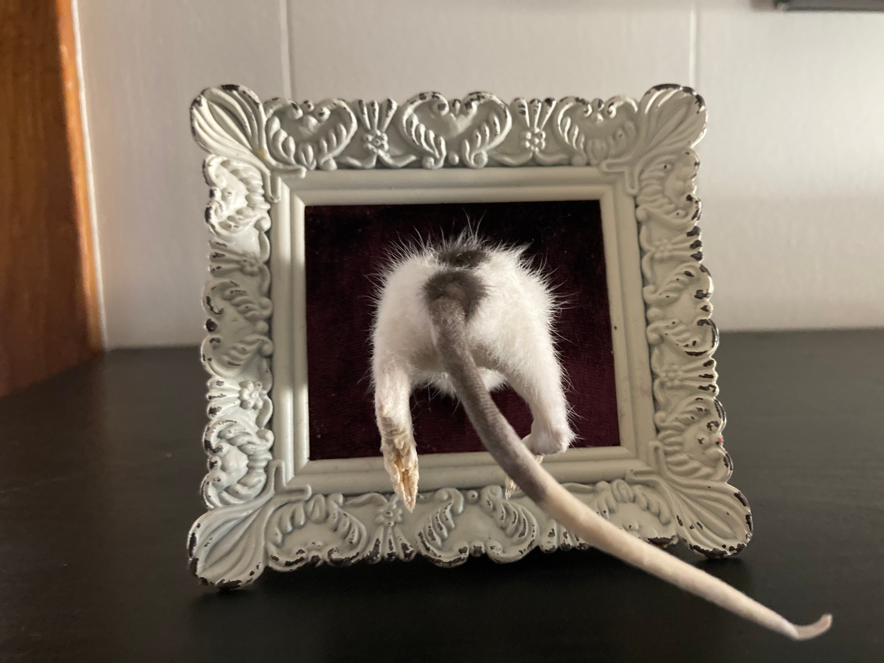 Rat's Ass Real Taxidermy Rat Framed Rat's Ass Funny Taxidermy Gift - Etsy