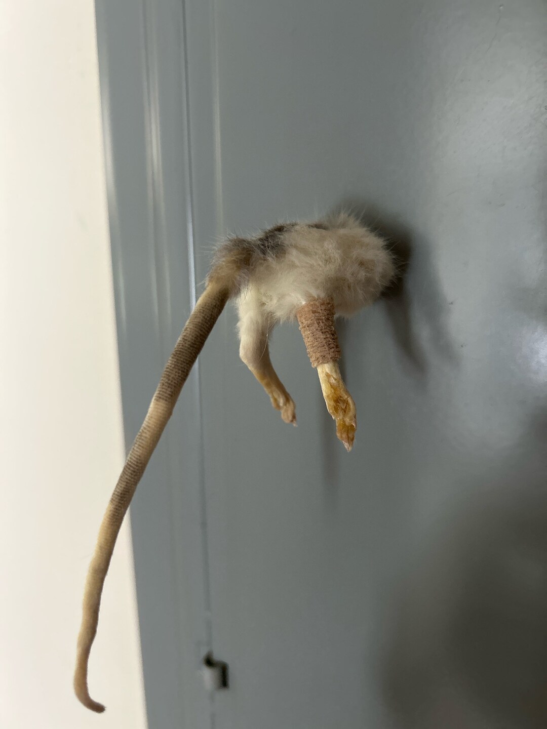 Clumsy Ass Magnet | Don’t Break Your Ass Magnet | Rat’s Ass Magnet With ...