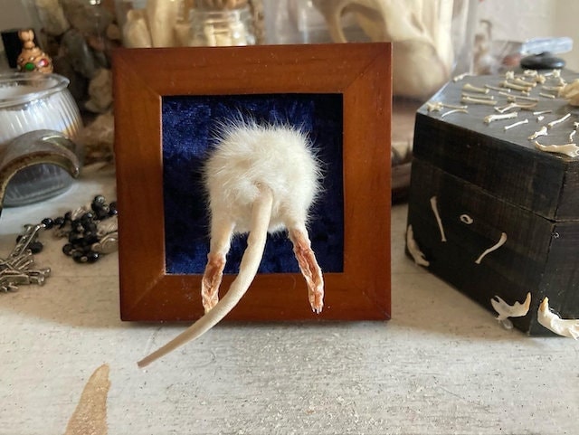 Rat's Ass Real Taxidermy Rat Framed Rat's Ass Funny Taxidermy Gift - Etsy