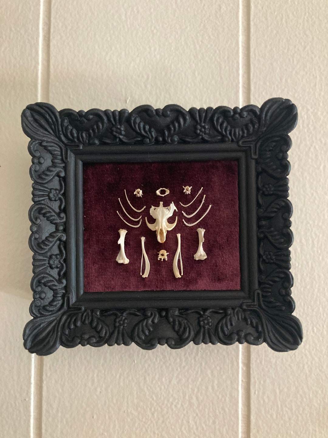 Small Bone Display Framed Bones Bone Art Bone Arrangement Ossuary Art ...