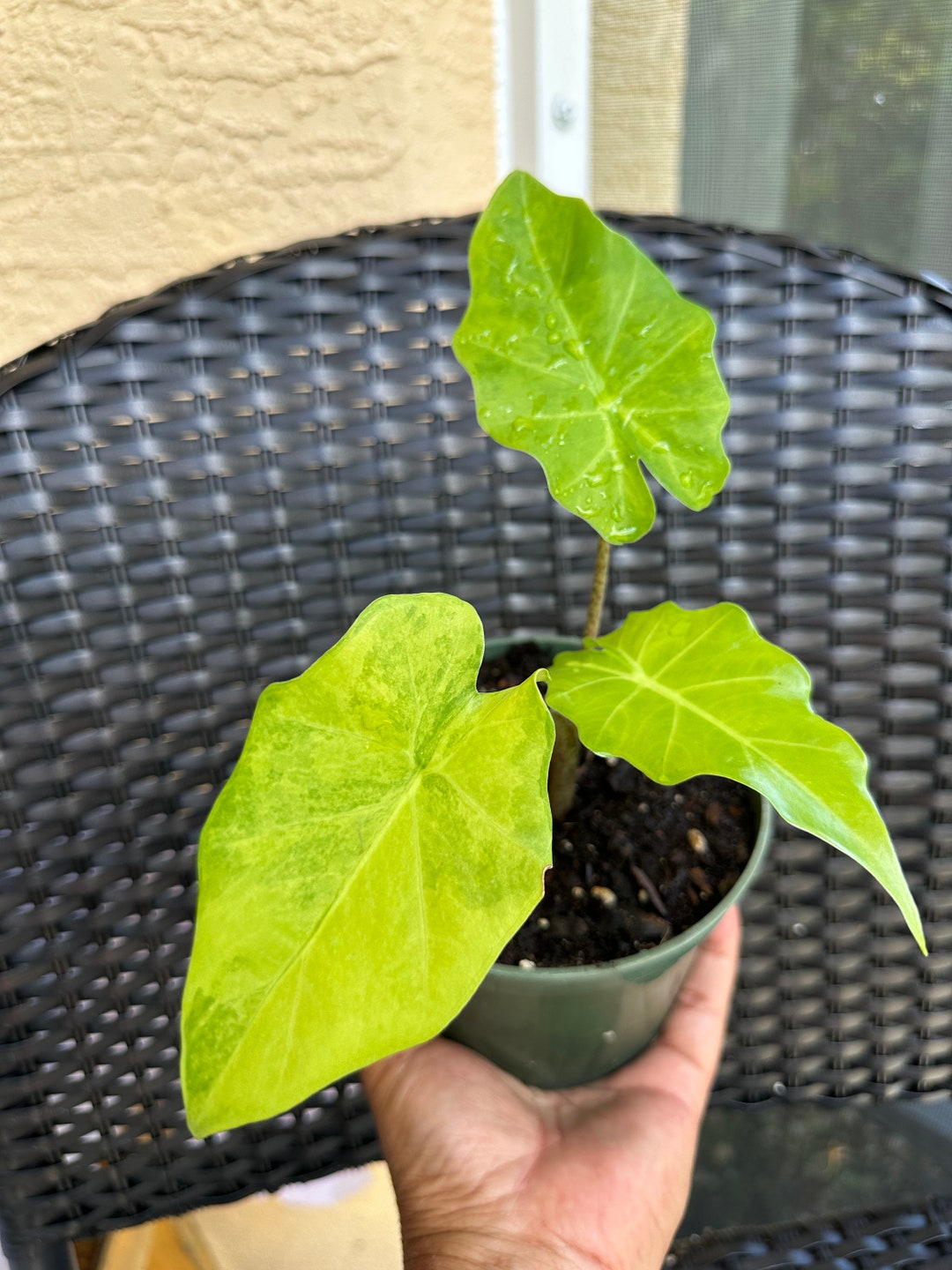 Variegated Alocasia Portora Aurea - Etsy
