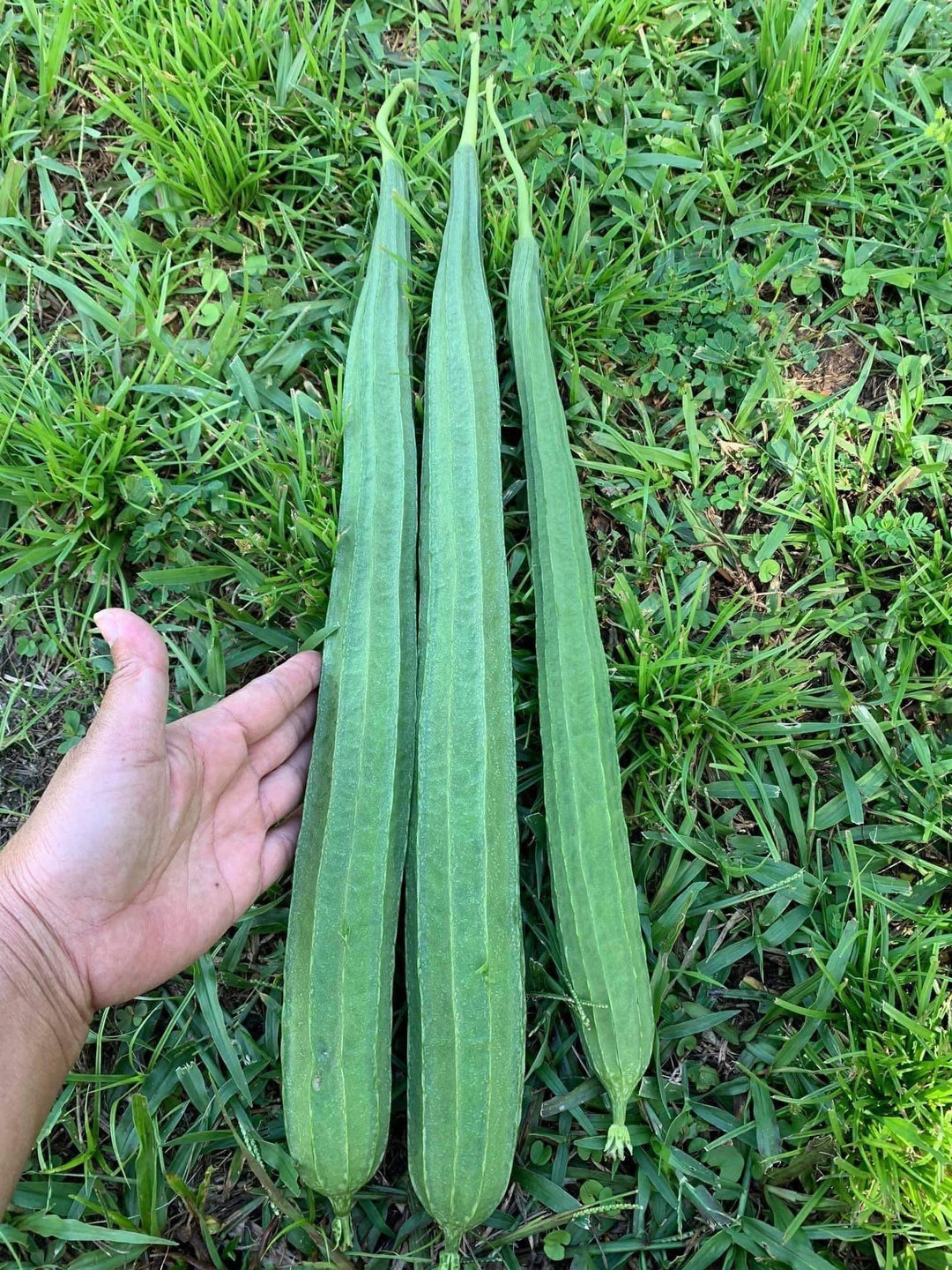 Angeled Luffa Seeds 20 Seeds per Order No International Shipping - Etsy