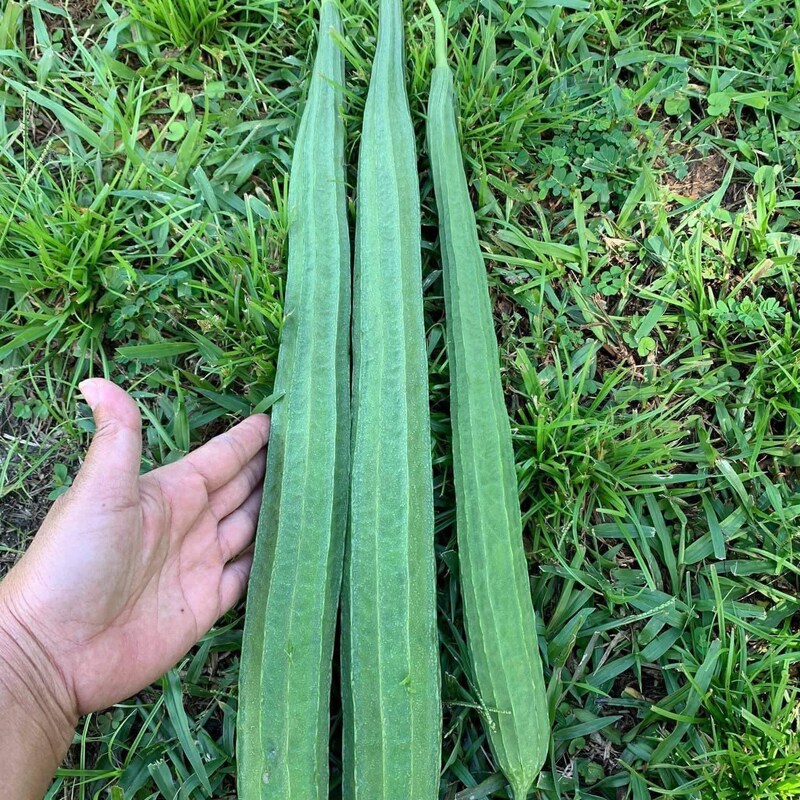 Luffa Seeds - Etsy