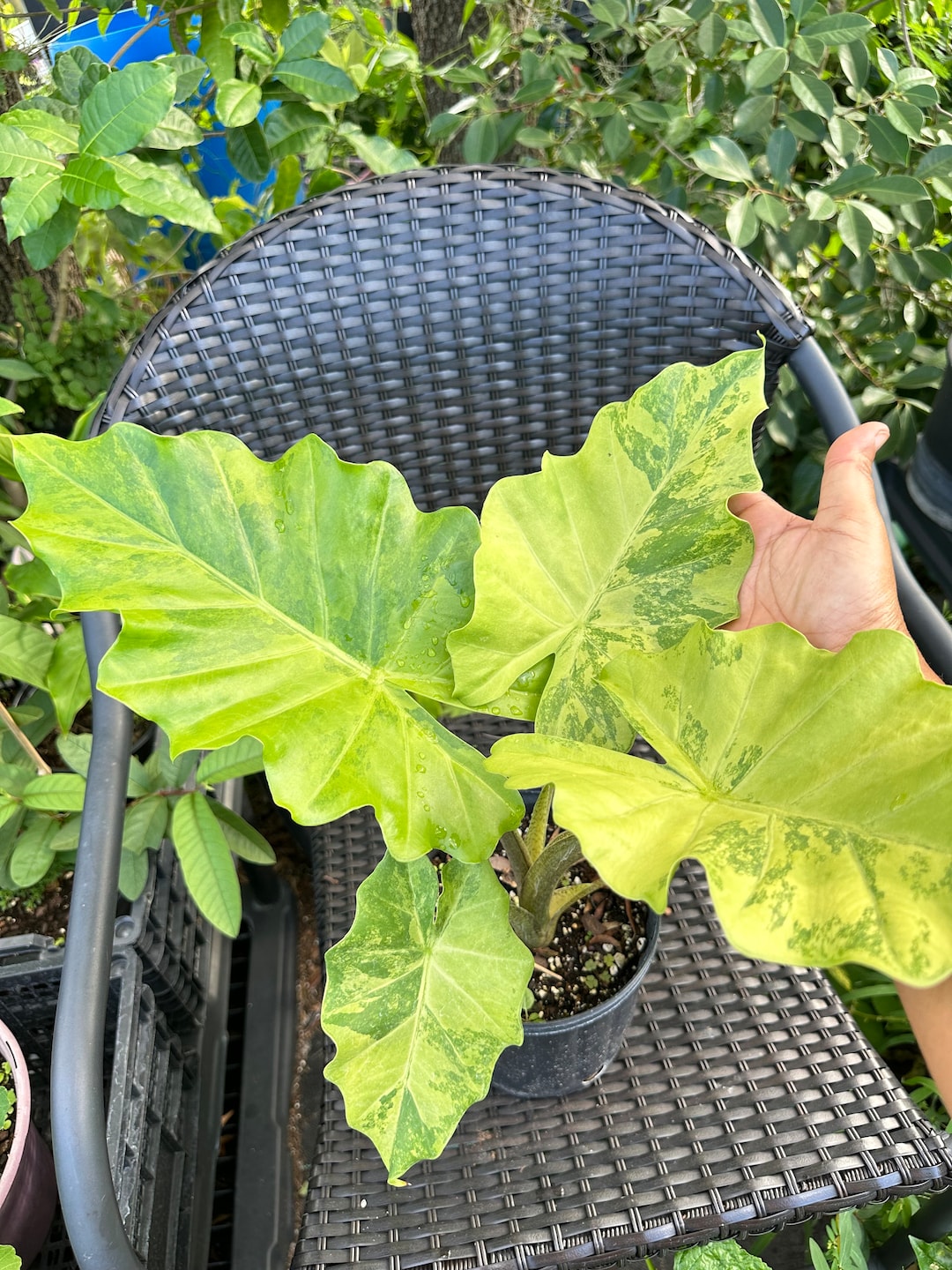 Variegated Alocasia Portora Aurea Actual a Gallon Pot Plant as Pictured ...