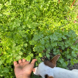 Cilantro Seeds 300+ Seeds - Etsy