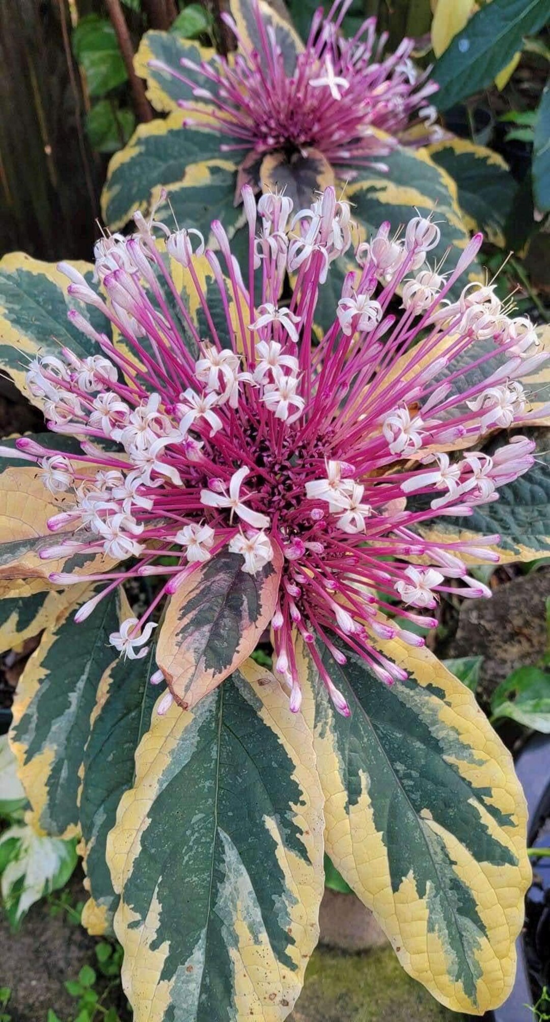 Rare Variegated Clerodendrum Starburst Exactly Plant. Rare Find - Etsy