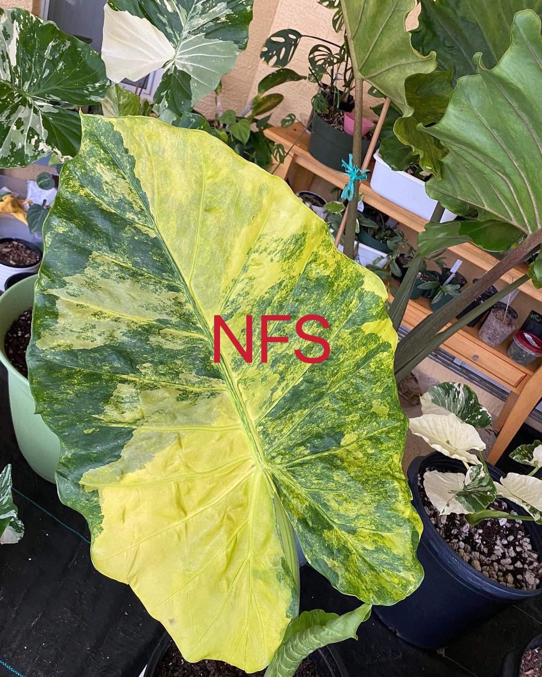 Variegated Alocasia Borneo Giant Aurea - Etsy