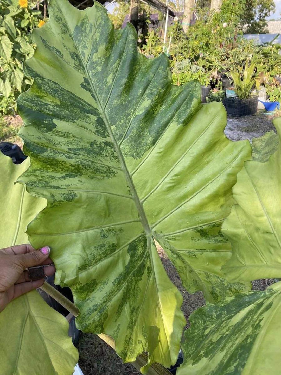 Variegated Alocasia Portora Aurea a Gallon Pot Plant Well Rooted, Nice ...