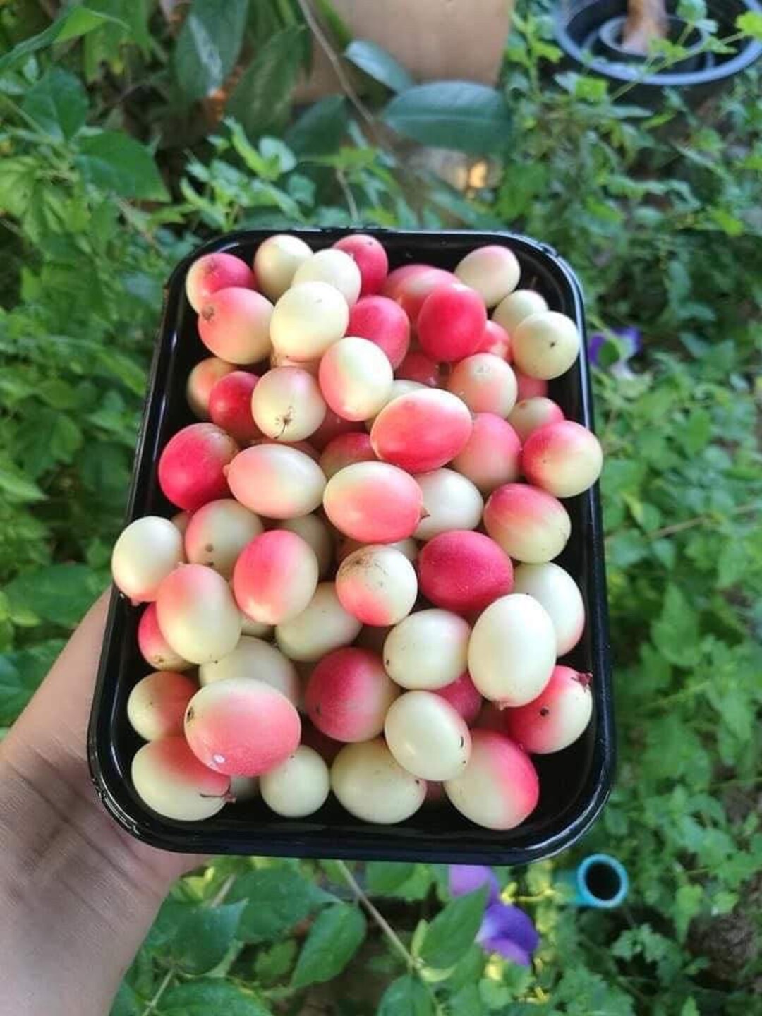 Carissa Carandas Seedling Plants Already Bared Fruits Hard to Find. No ...