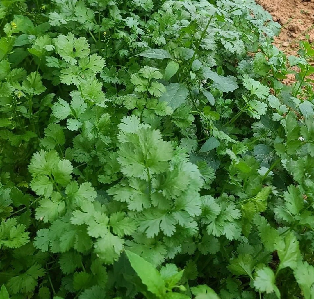 Cilantro Seeds 300+ Seeds - Etsy