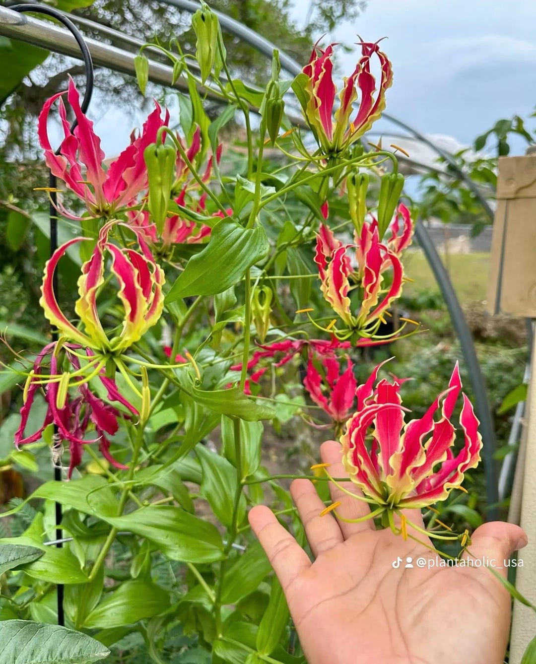15 Seeds of Pink Gloriosa Climbing Lilly, Fire Lillies. - Etsy
