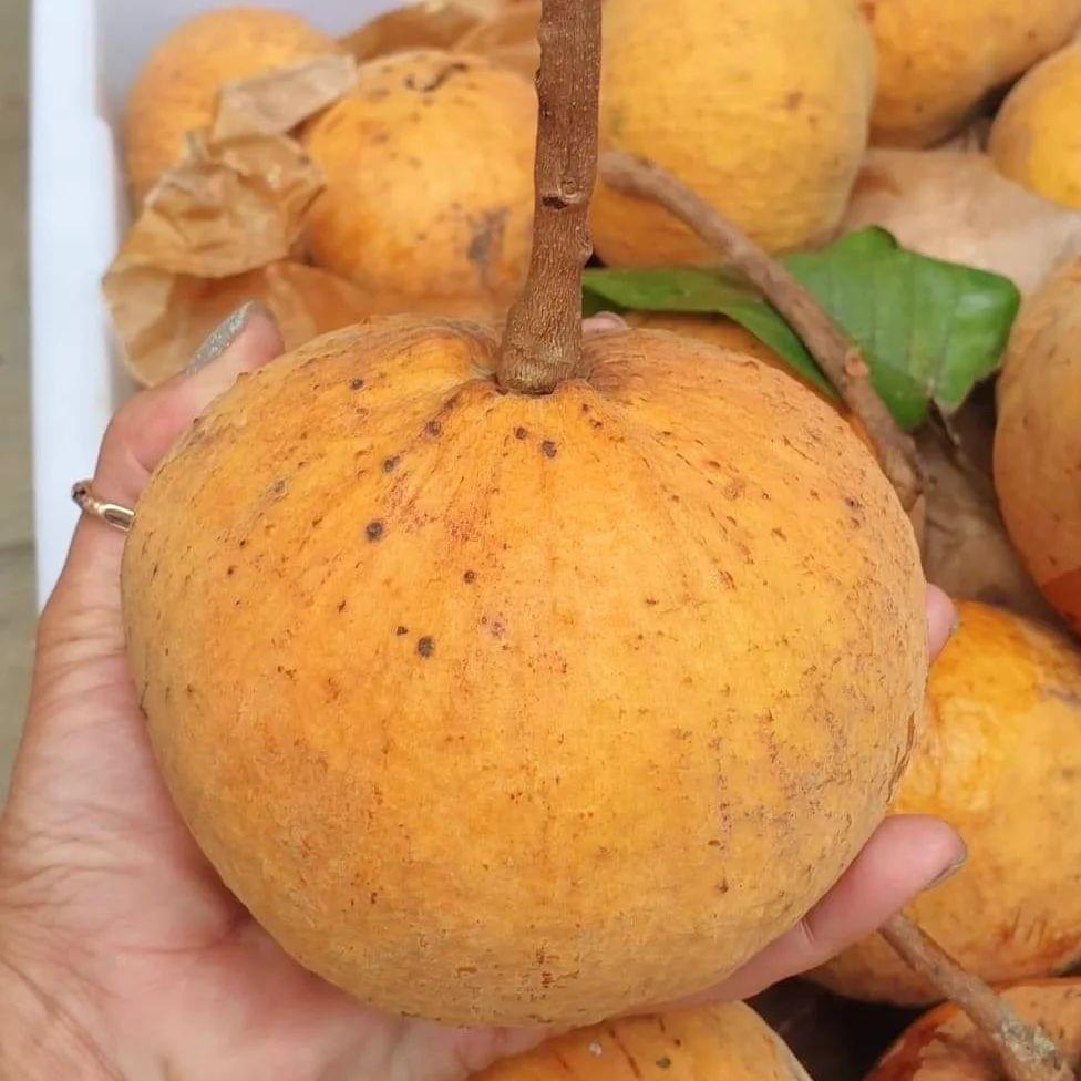 Santol Fruit
