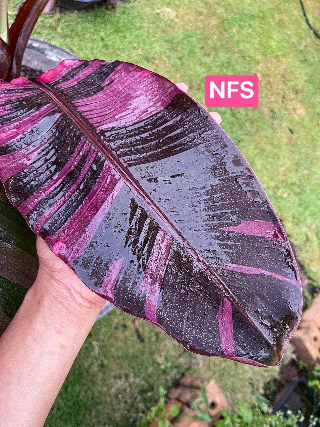 Nono Pink Banana US Seller a Pup Plant Not Tissue Culture, Will Grow ...