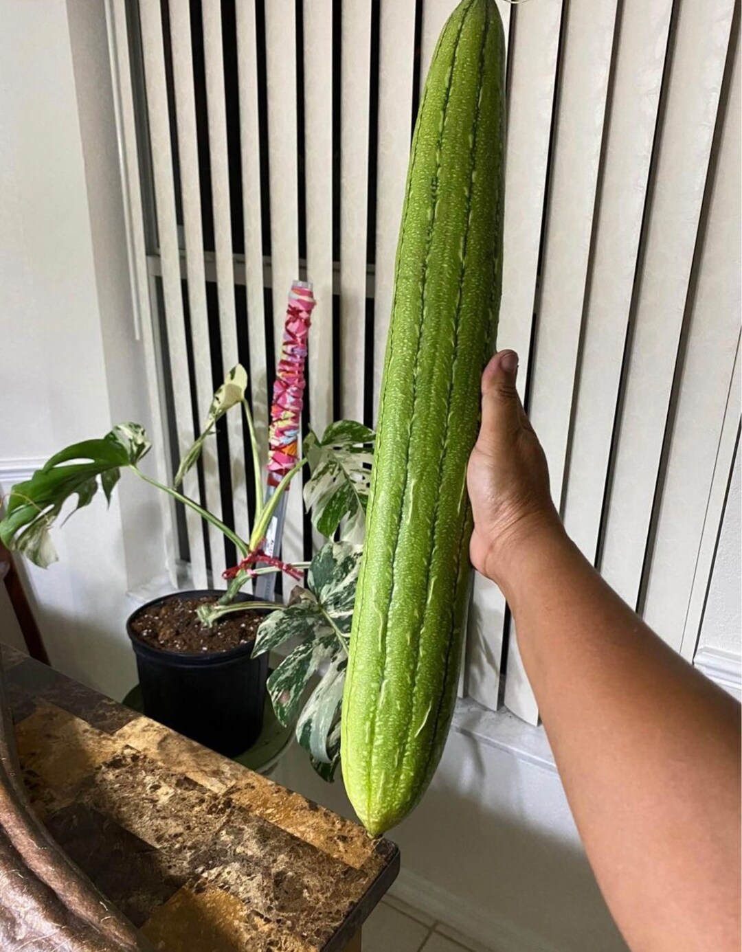 Giant Sweet Luffa Seeds 20 Seeds No International Shipping - Etsy