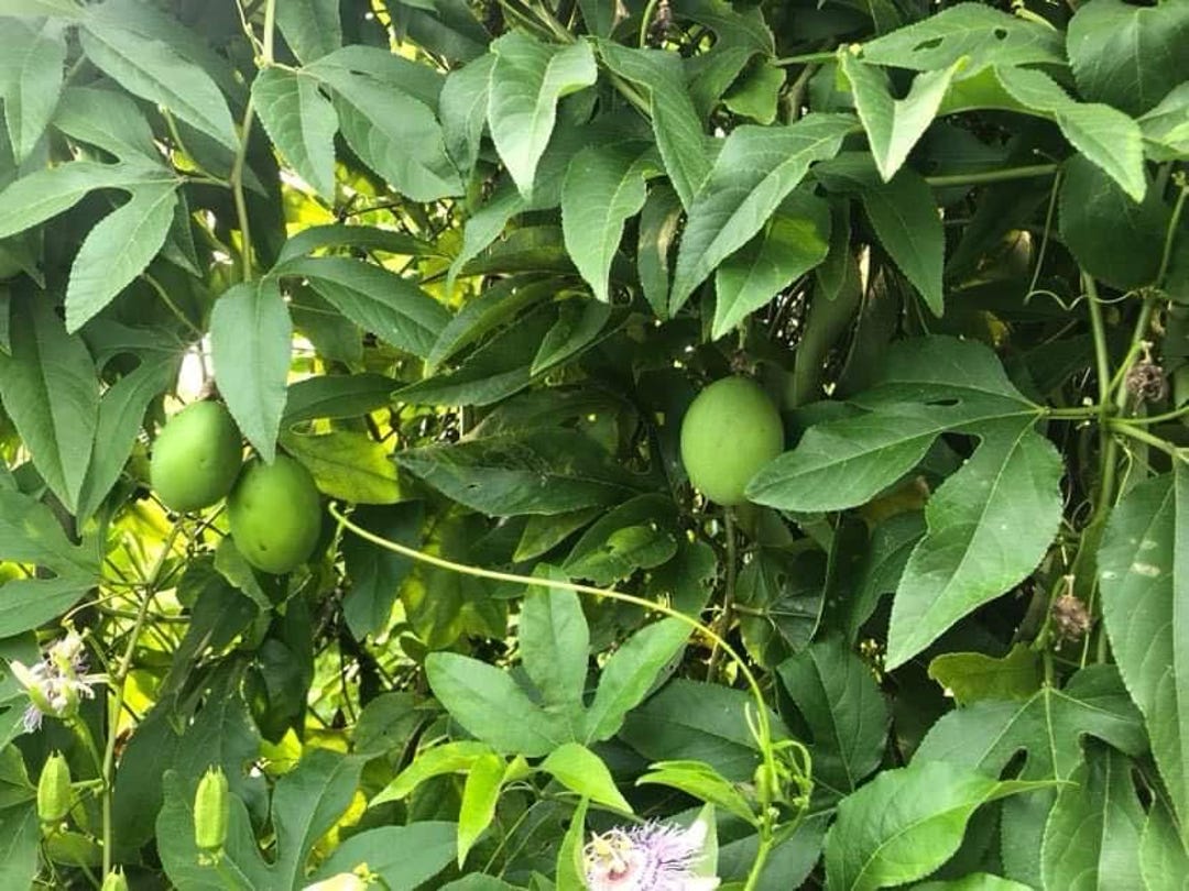 Sweet Green FL Native Passion Fruit 20 Seeds per Order. - Etsy